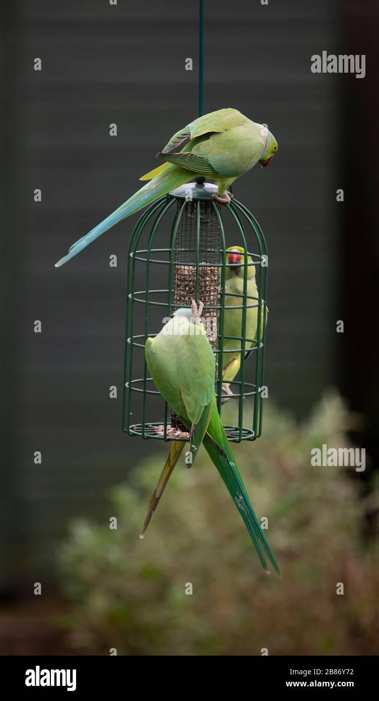 Group rose ringed parakeet hi-res stock photography and images - Alamy
