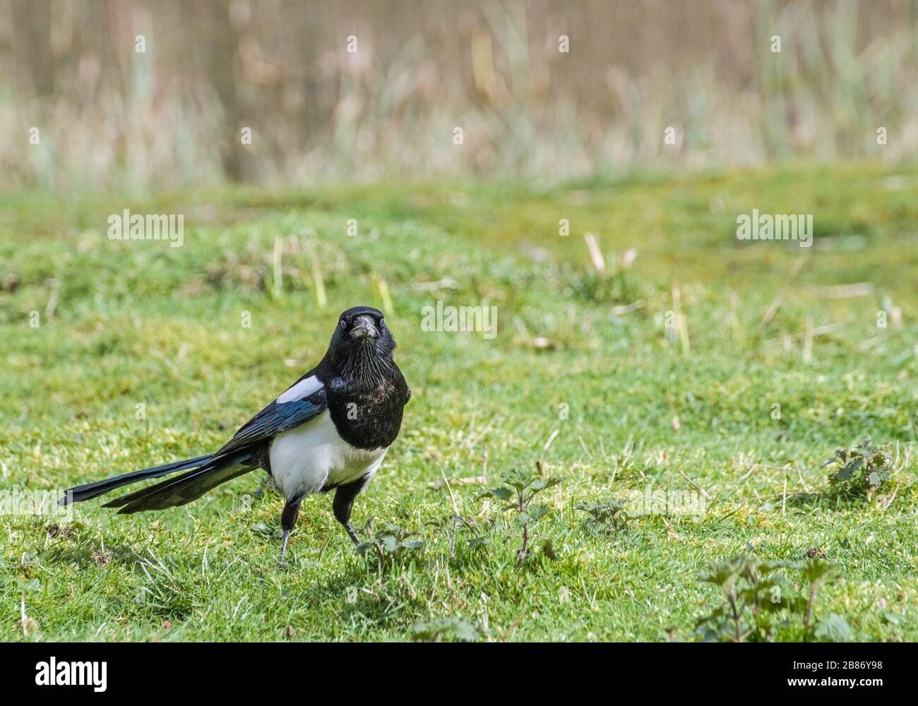 Long tailed magpie hi-res stock photography and images - Alamy