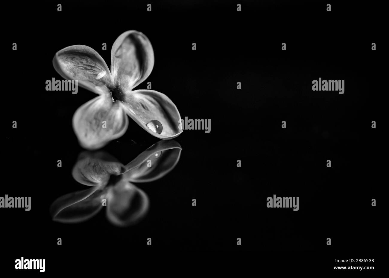 Gentle sun light Black and White Stock Photos & Images - Alamy