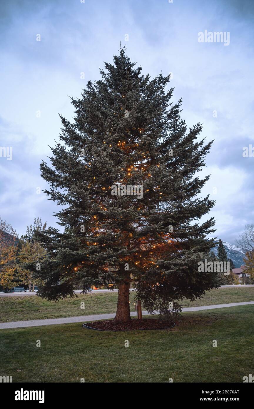 Single Fir tree with light bulb decoration on garden in Christmas ...