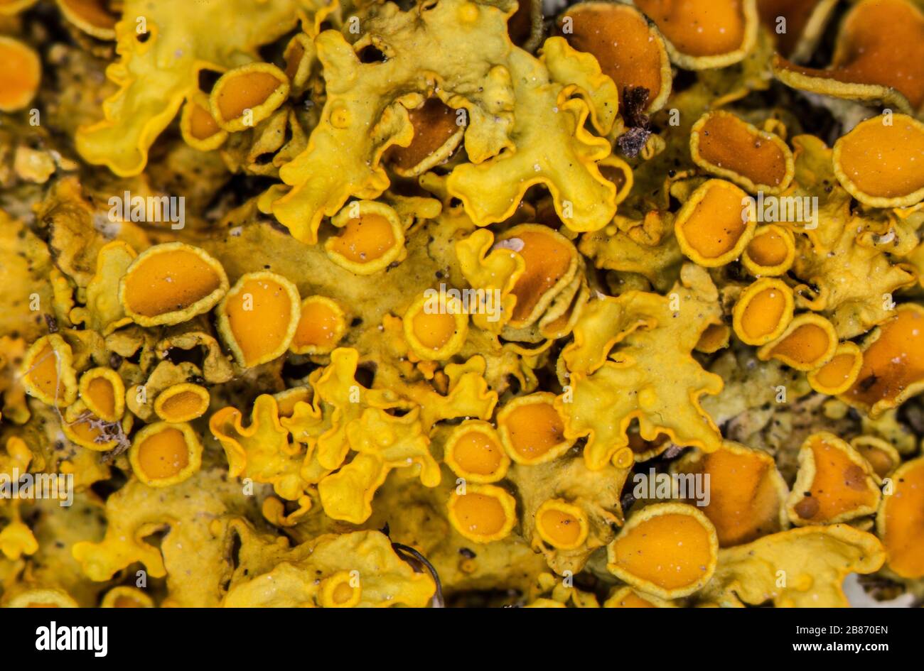 yellow cup lichen on branch Stock Photo - Alamy