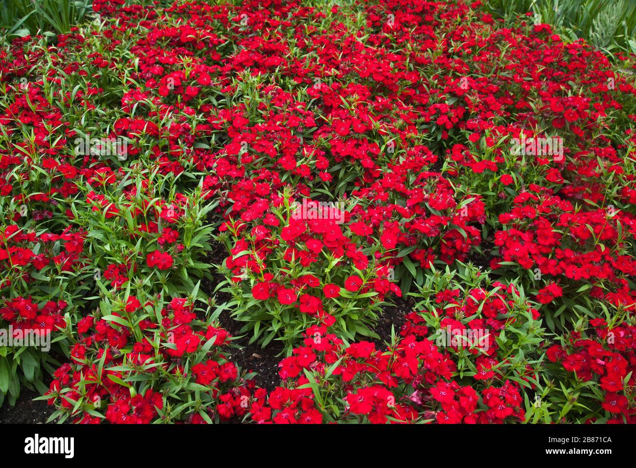 Red China Pink flowers Stock Photo - Alamy