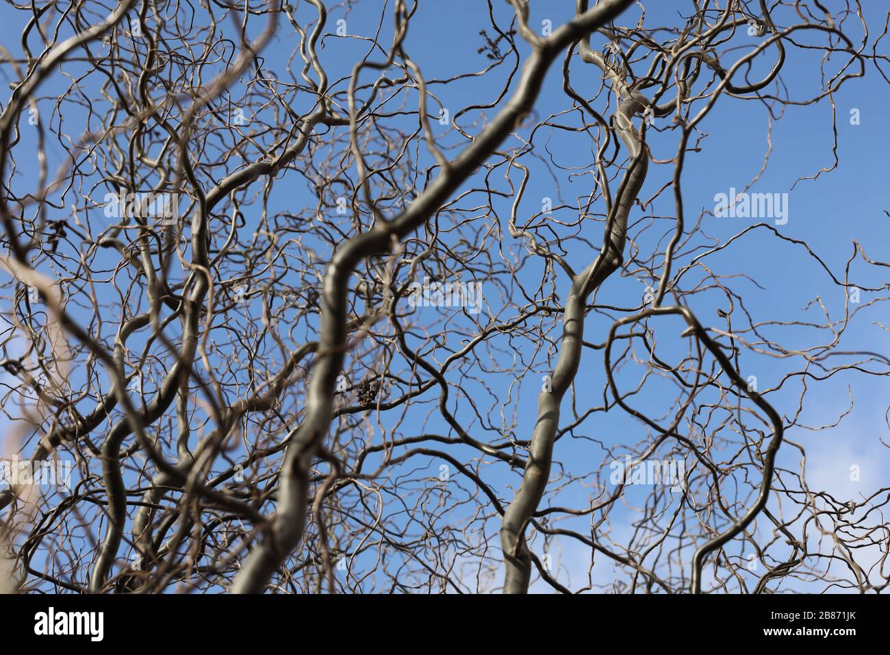 Bare branches of a curly tree on a background of blue sky with clouds ...