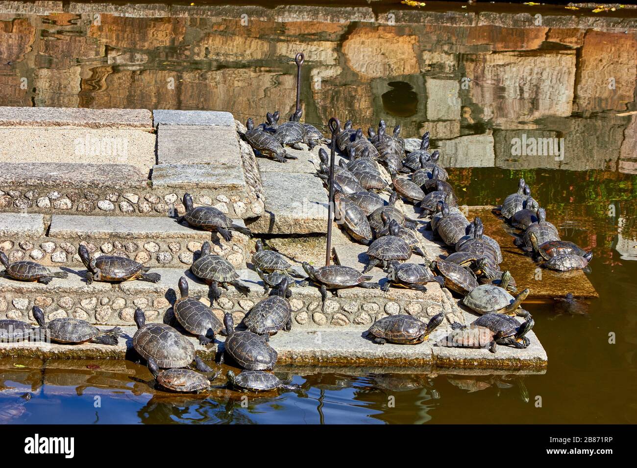 Many turtles resting Stock Photo - Alamy