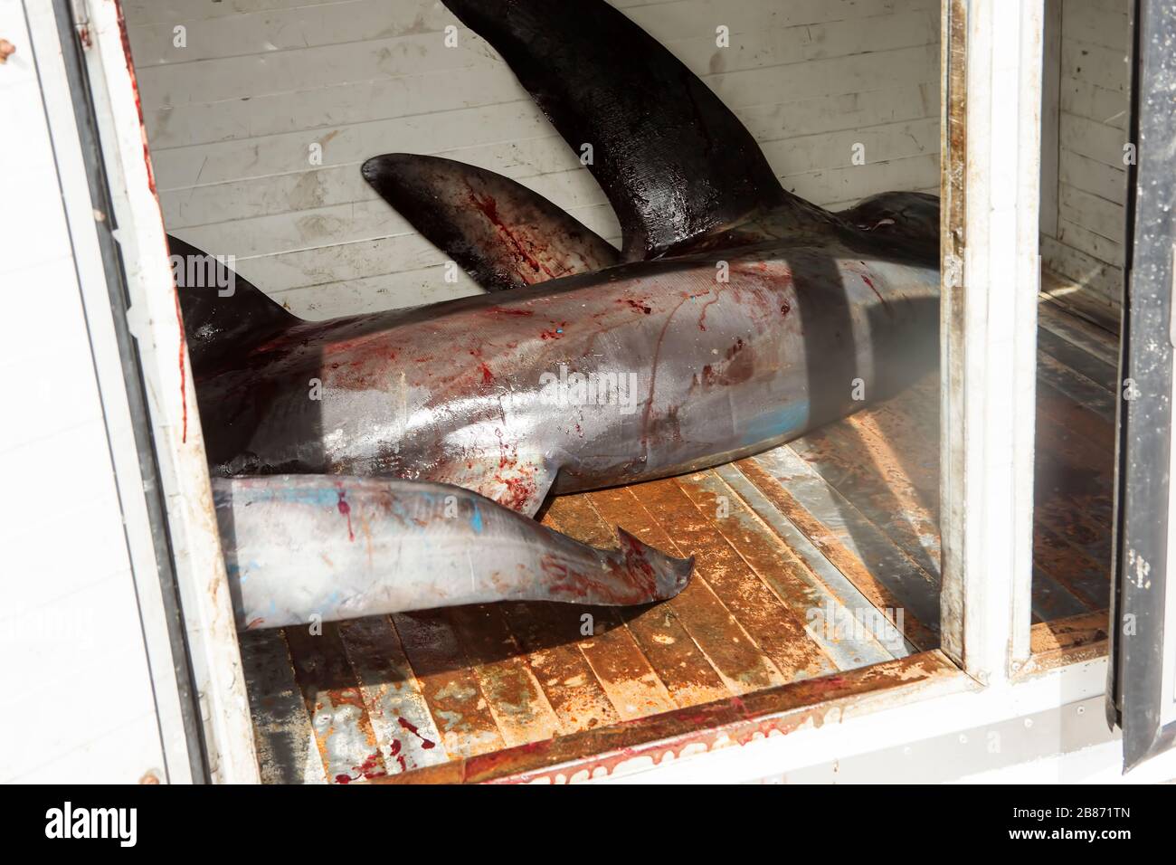 Shark catch fishermen, harbor, Essaouira, Morocco Stock Photo - Alamy