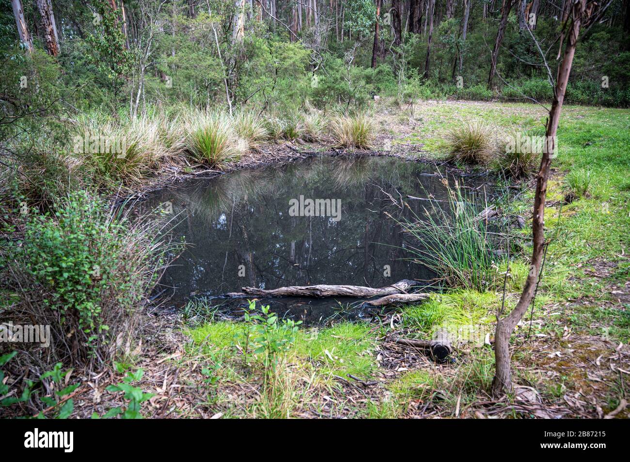 Small pond darkened by ash from recent bush forest fires, Great Ocean ...