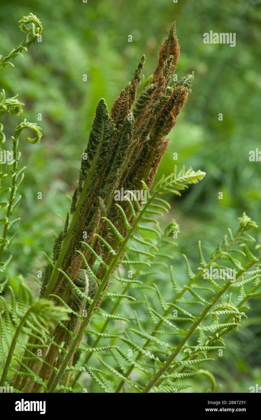 Cinnamon Fern growing in a field Stock Photo - Alamy