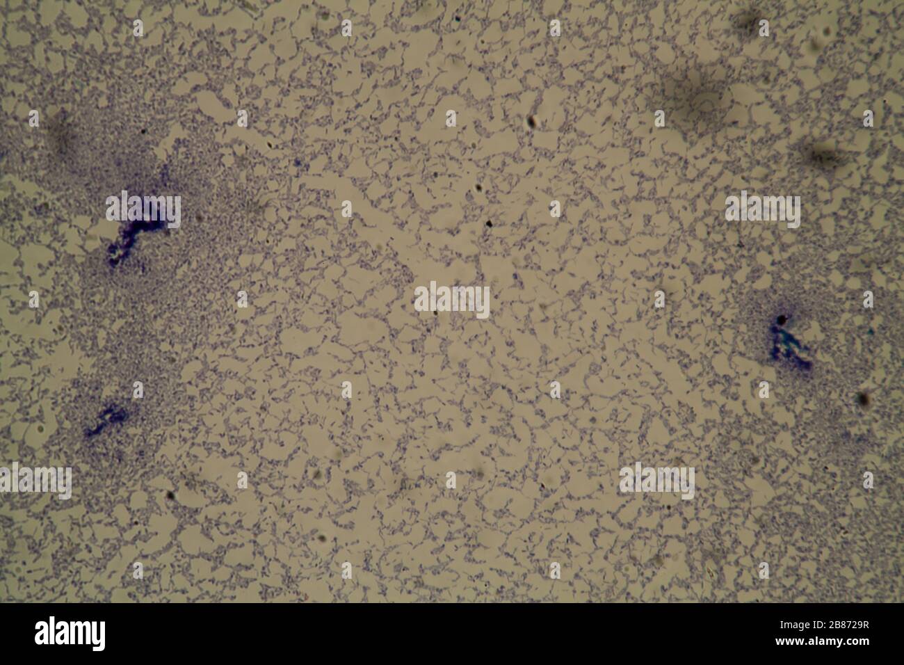 Salmonella pathogen under the microscope 200x Stock Photo - Alamy
