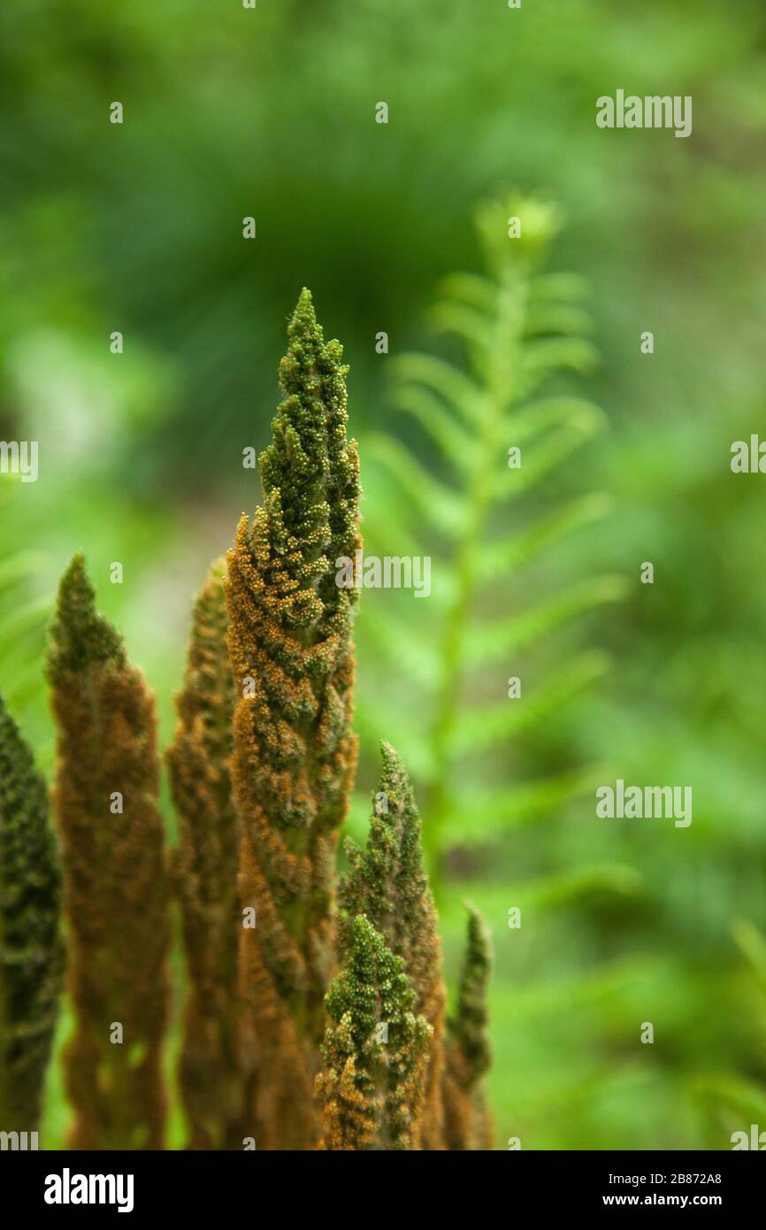 Cinnamon fern hi-res stock photography and images - Alamy