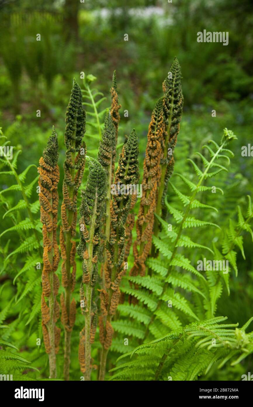 Cinnamon fern hi-res stock photography and images - Alamy