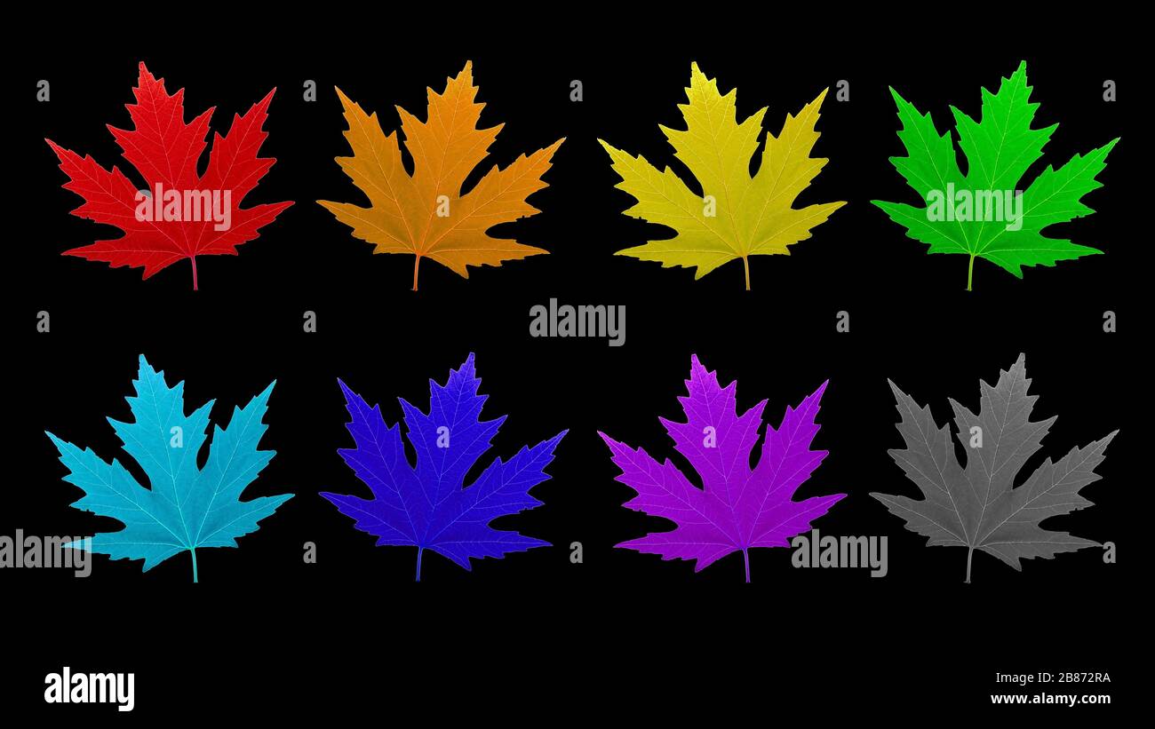 isolated leaves of rainbow colors 2 Stock Photo - Alamy