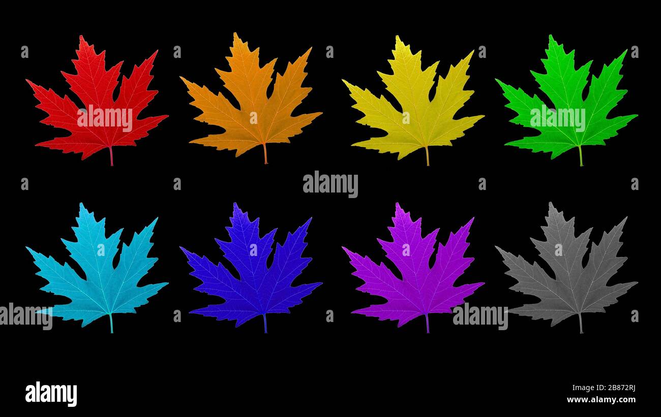 isolated leaves of rainbow colors 3 Stock Photo - Alamy