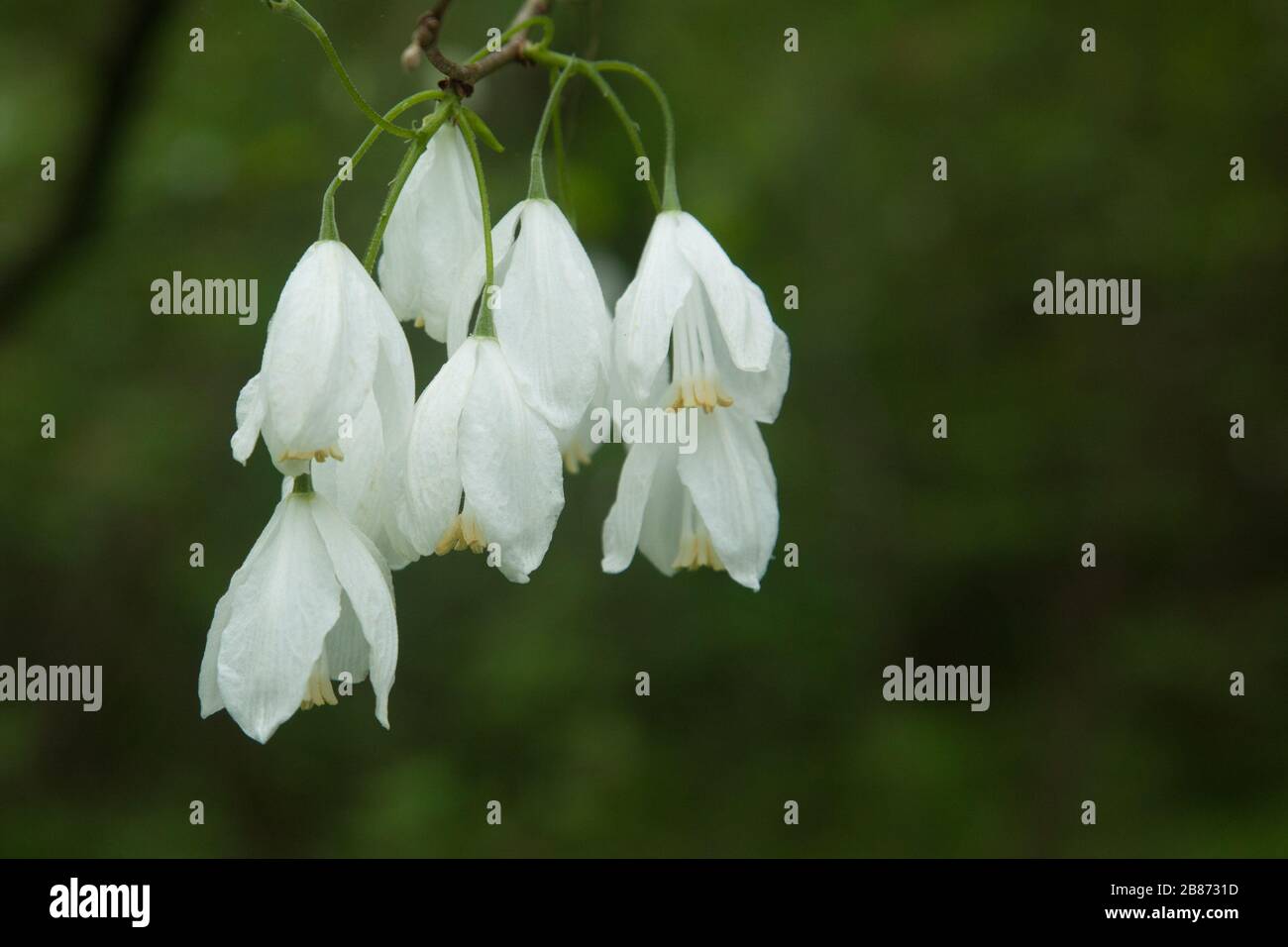 The two wing silverbell hi-res stock photography and images - Alamy