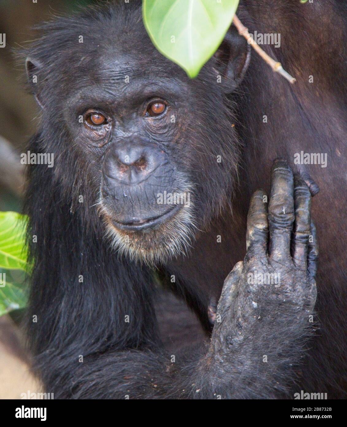 Adult female chimpanzee hi-res stock photography and images - Alamy