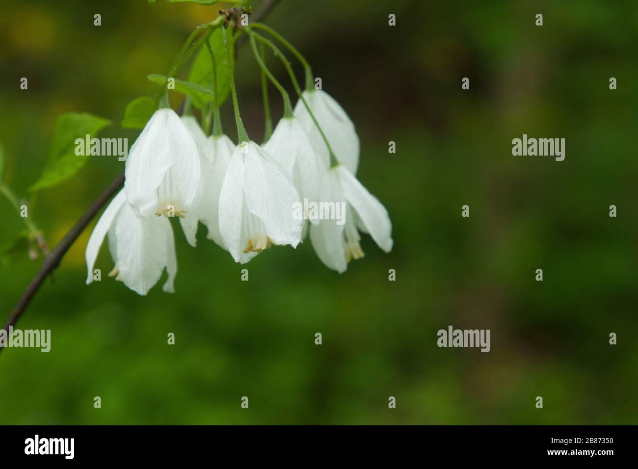 Two-Wing Silverbell in a garden Stock Photo - Alamy