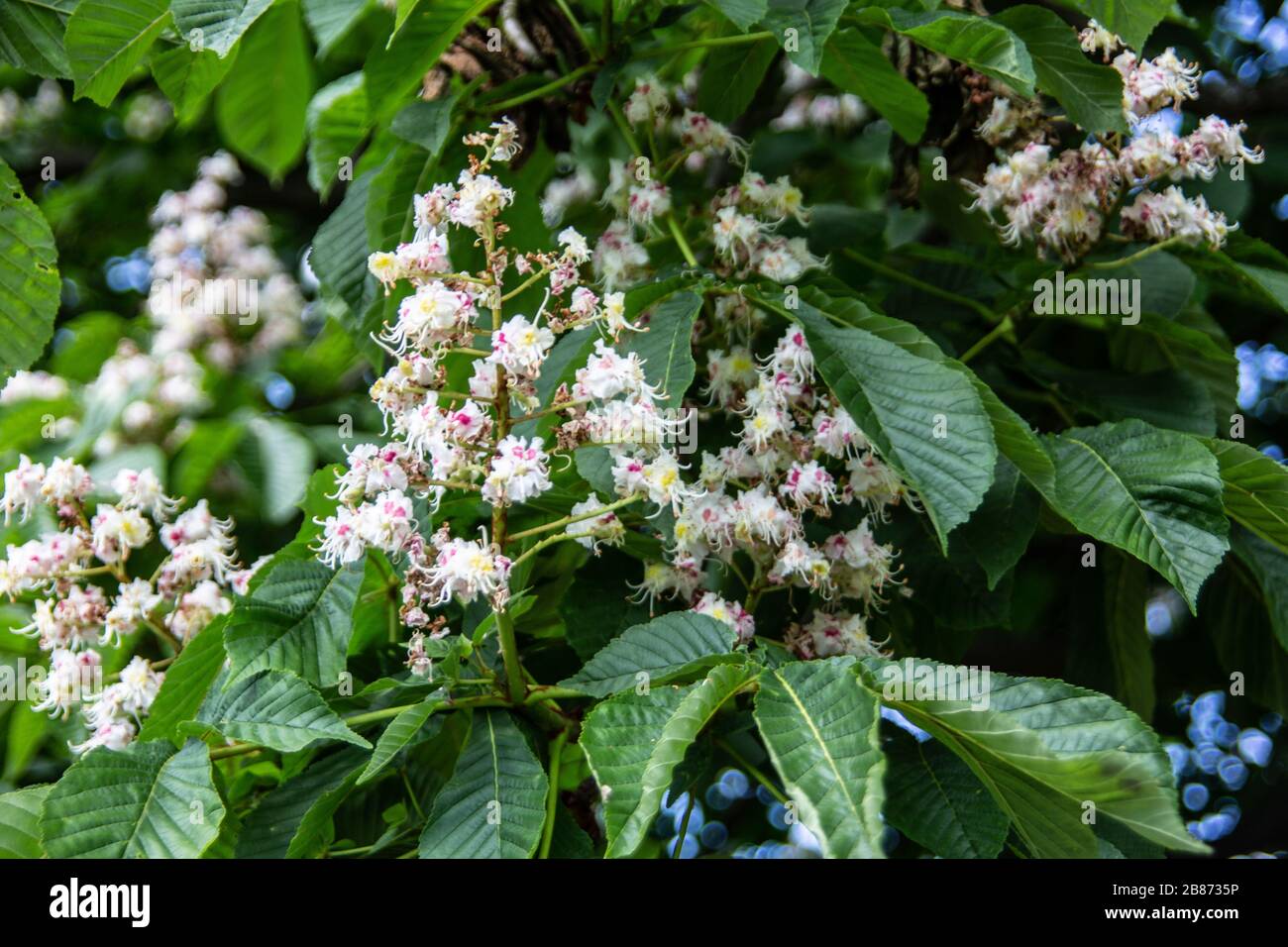 Upright inflorescences hi-res stock photography and images - Alamy