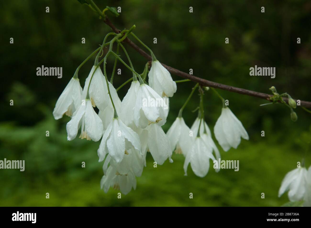 Two-Wing Silverbell in a garden Stock Photo - Alamy