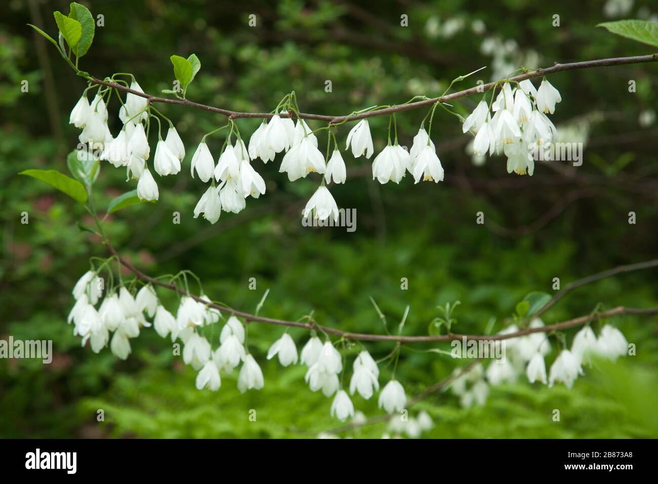 The two wing silverbell hi-res stock photography and images - Alamy