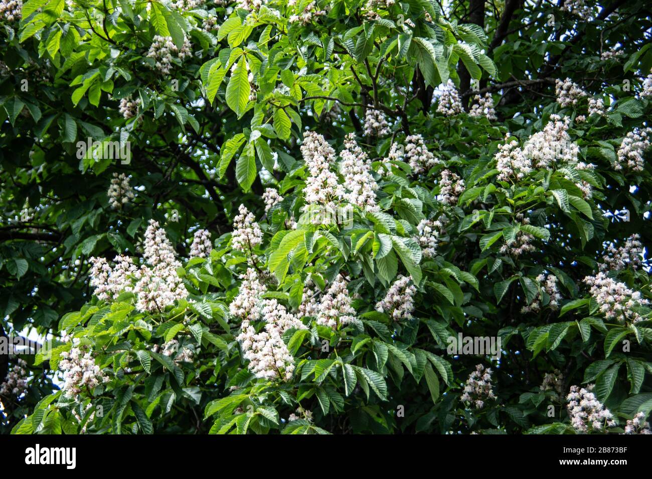 Upright Inflorescences High Resolution Stock Photography and Images - Alamy