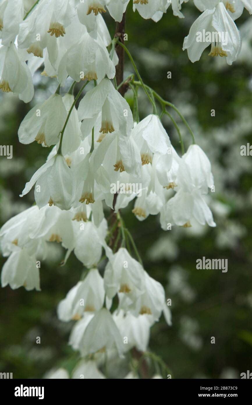 Two-Wing Silverbell in a garden Stock Photo - Alamy