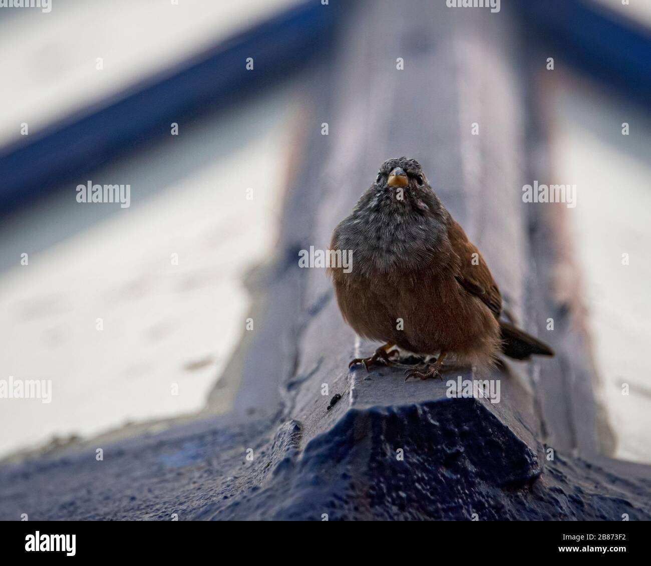 Saharimaroco hi-res stock photography and images - Alamy