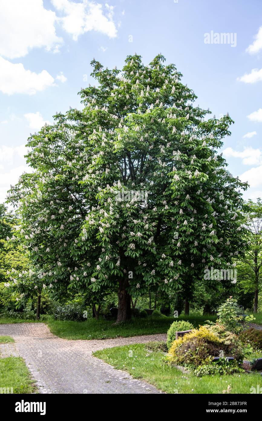 Chestnut tree in bloom with upright inflorescences Stock Photo - Alamy