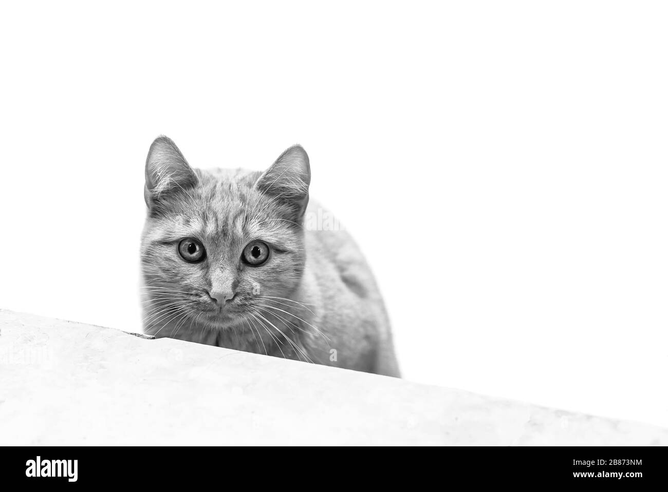 Dogs cats birds Cut Out Stock Images & Pictures - Alamy