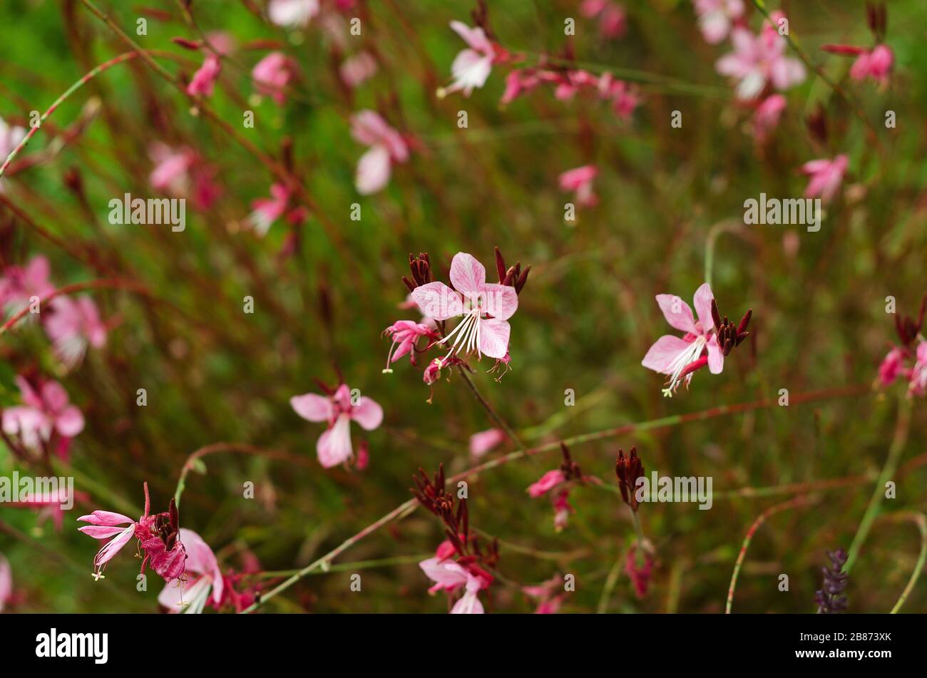 Soft pink floral hi-res stock photography and images - Alamy