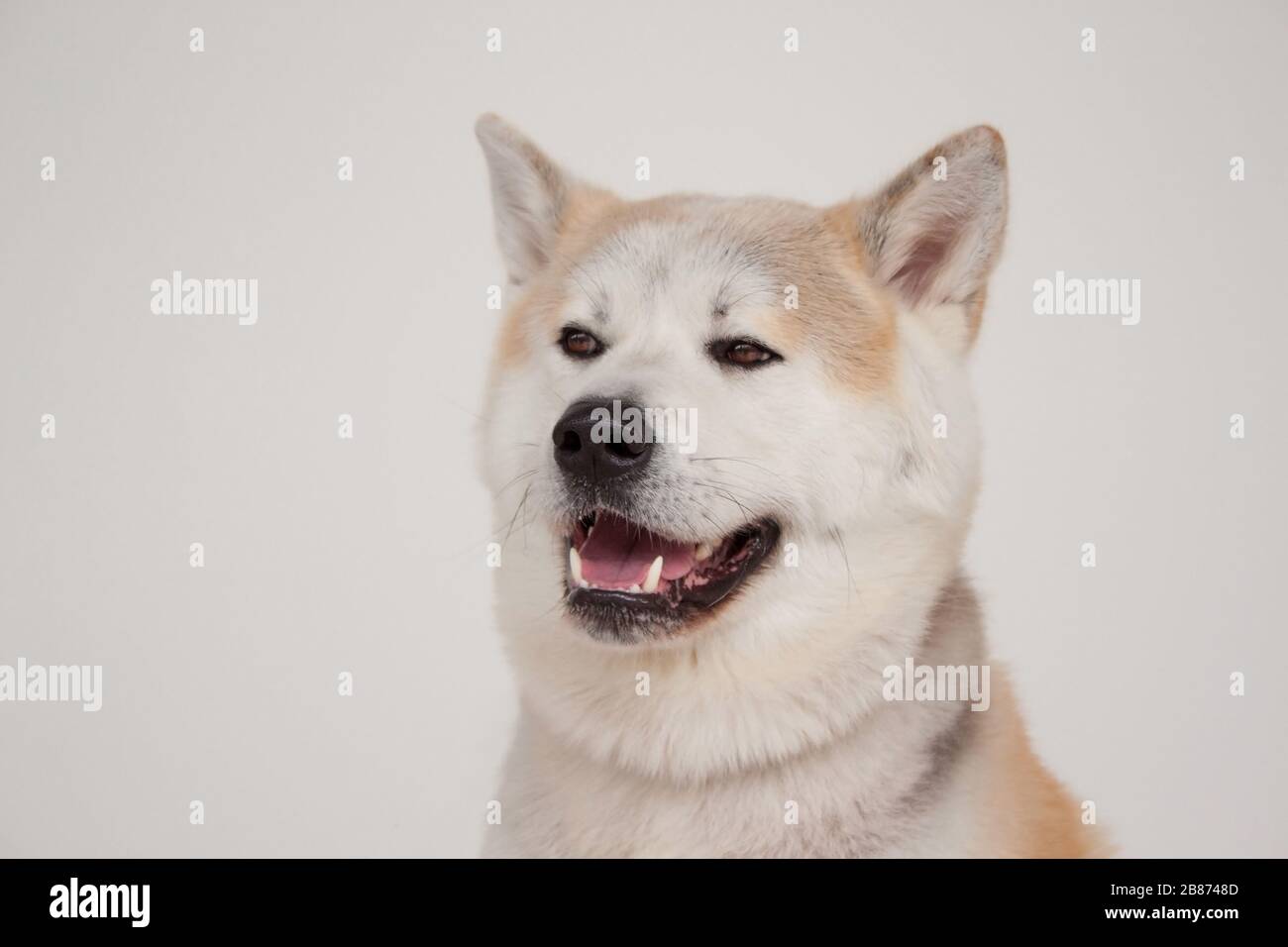 Akita inu close up. Akita ken or japanese akita. Isolated on a gray ...