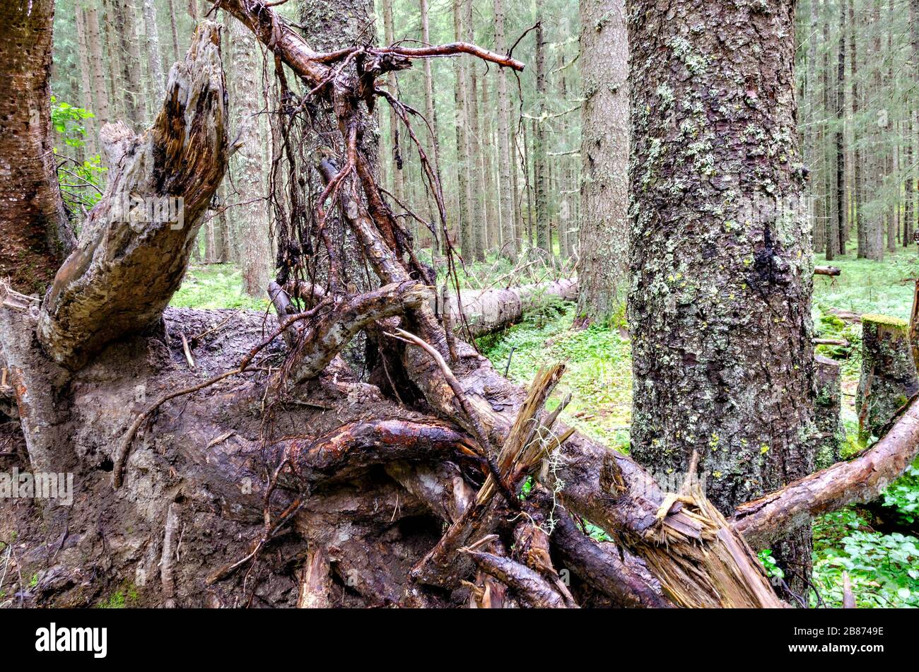 Overturned tree in forest hi-res stock photography and images - Alamy