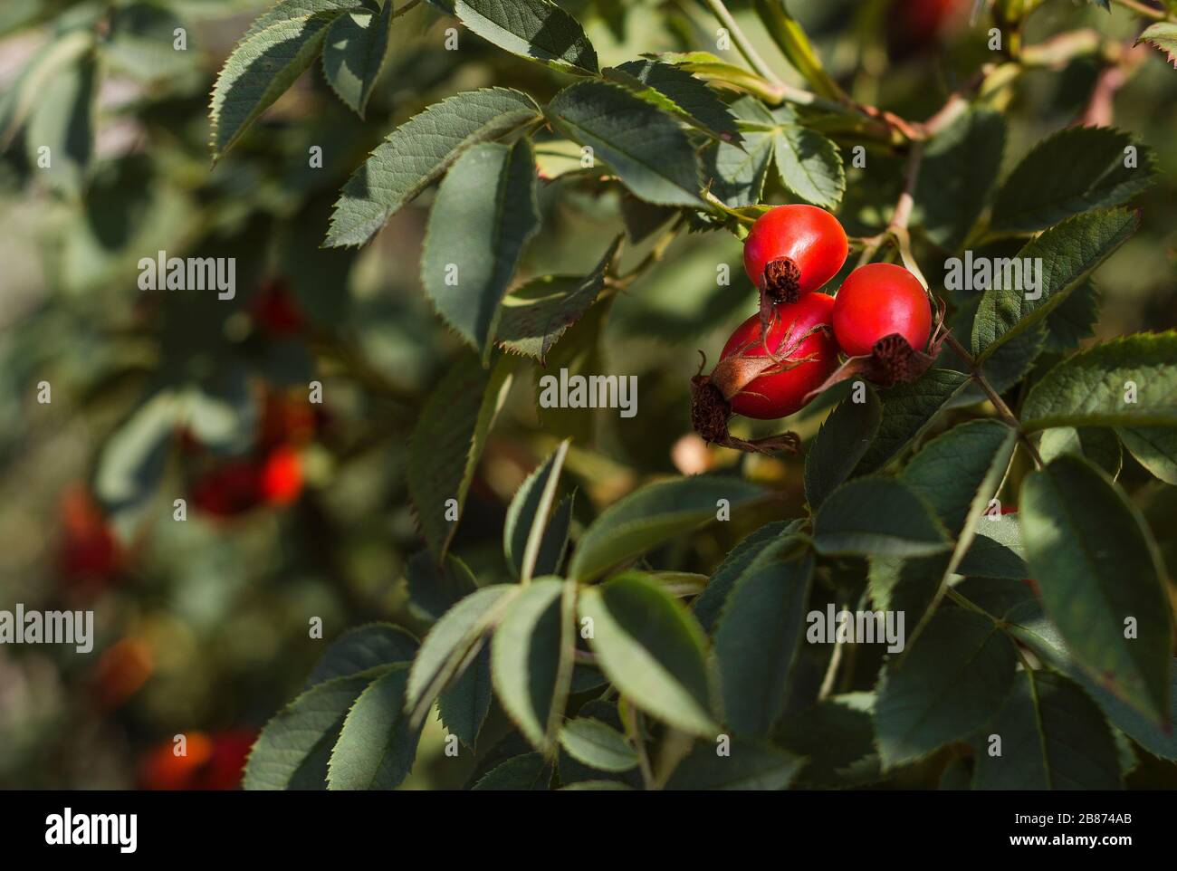 Rose hip shrubs hi-res stock photography and images - Alamy