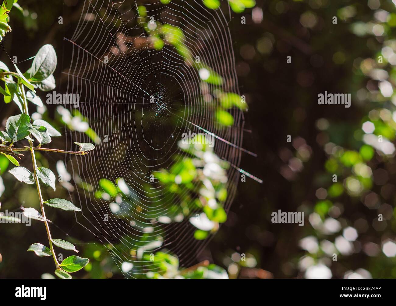 spider web insect trap in the sunlight Stock Photo - Alamy