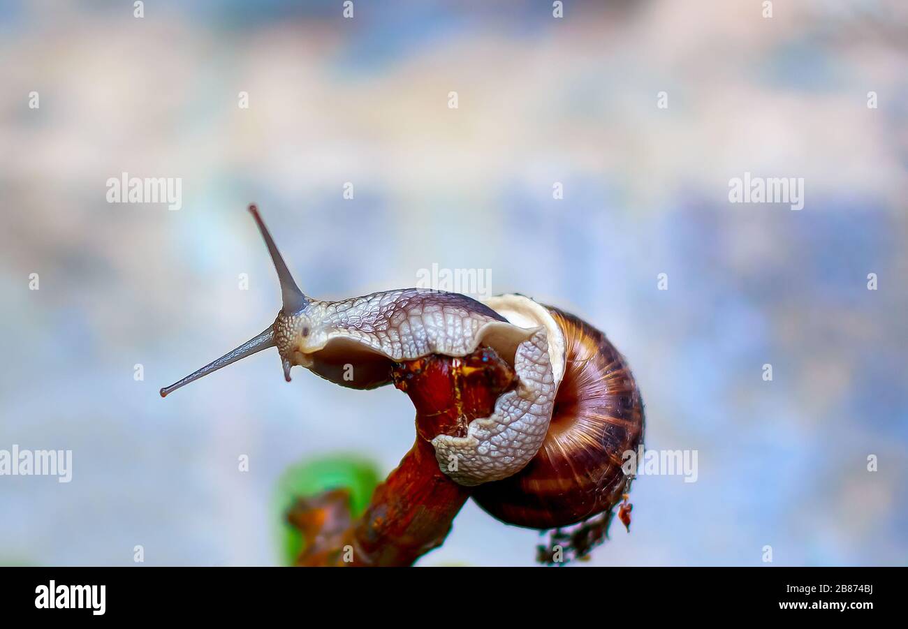 Butterflies and bees hi-res stock photography and images - Alamy