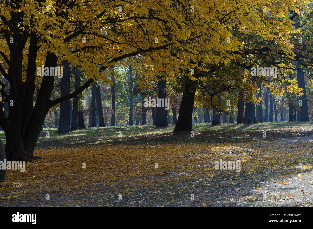 Park forest yellow maple trees hi-res stock photography and images - Alamy