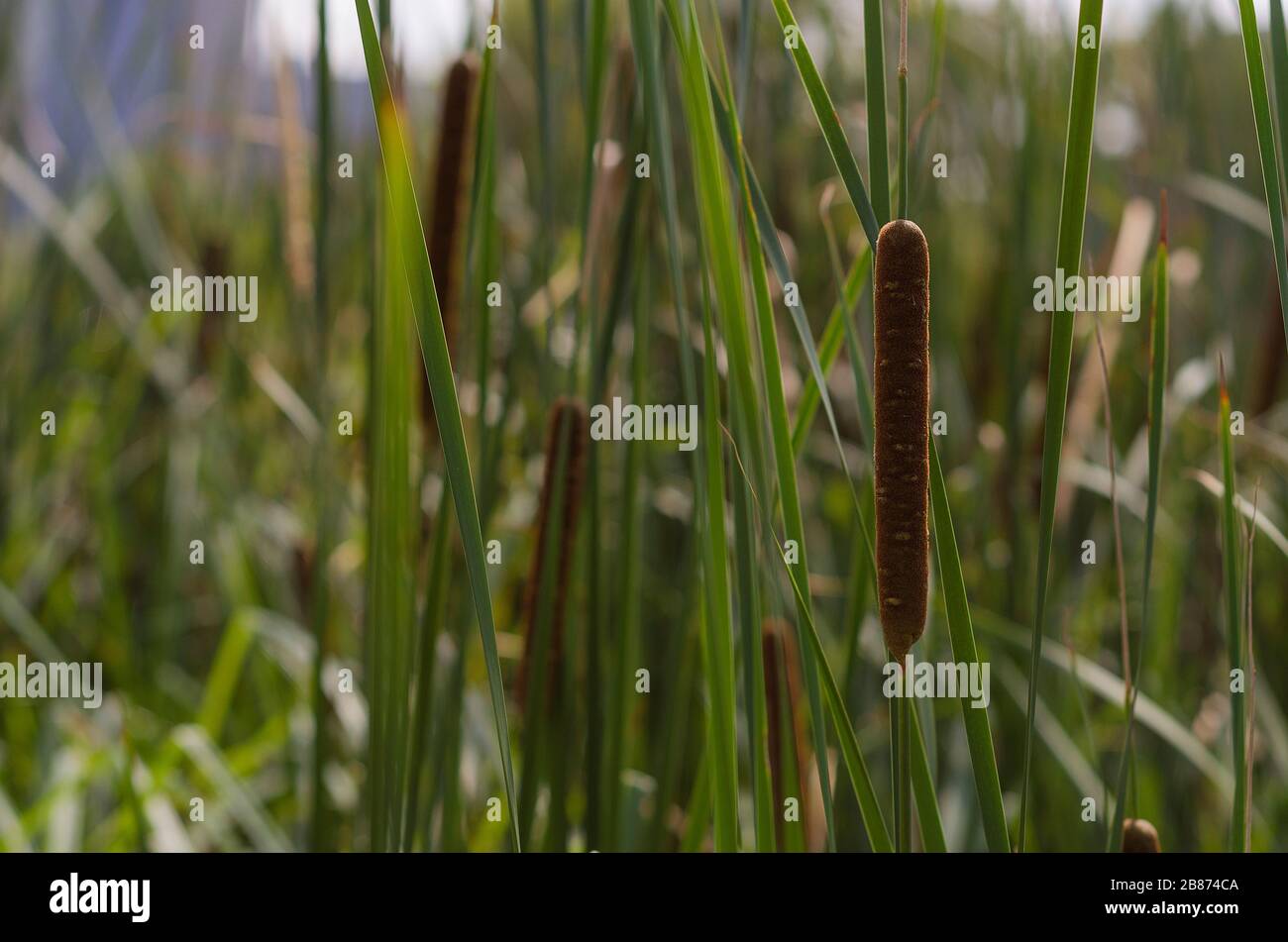 Typha anginatifolia perennial water and marsh herbaceous plant species ...
