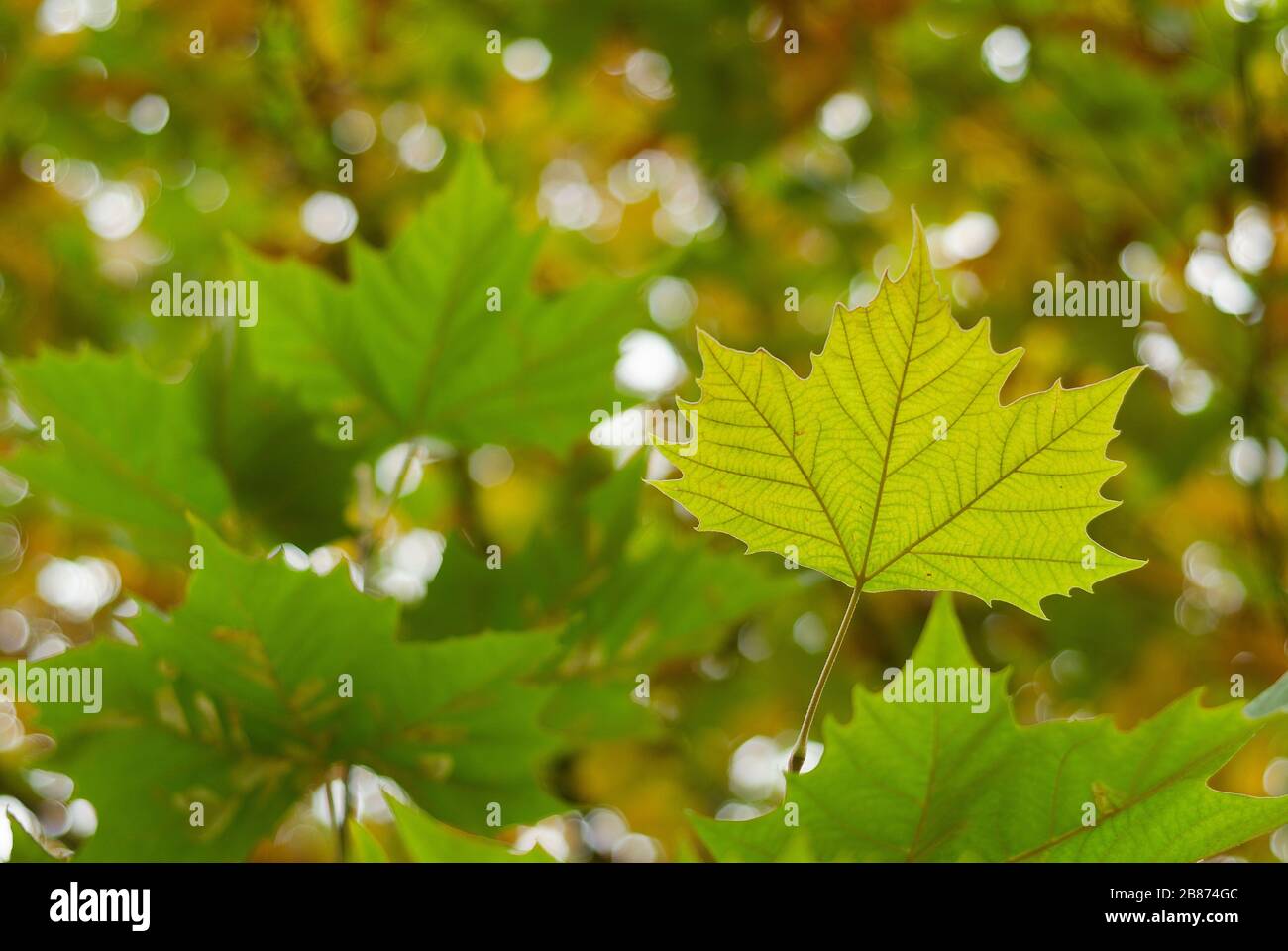 yellow maple leaf in autumn park 2 Stock Photo - Alamy