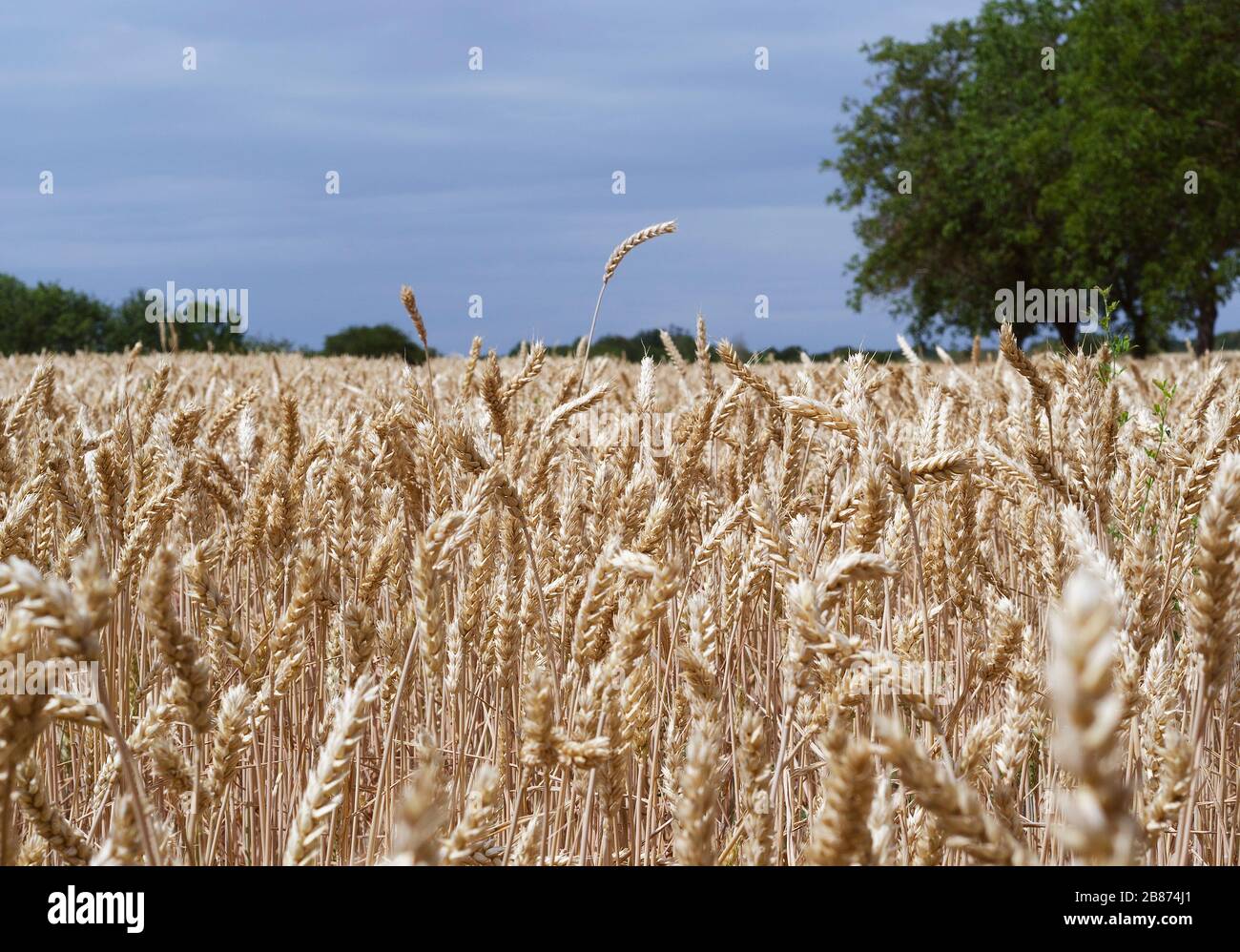 Wheat in spikelets fresh hi-res stock photography and images - Alamy