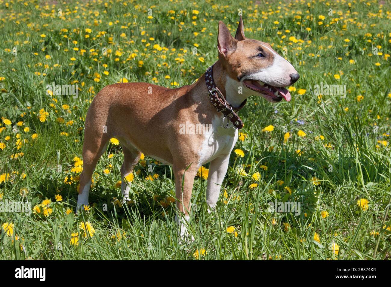 Red and white miniature bull terrier hi-res stock photography and ...
