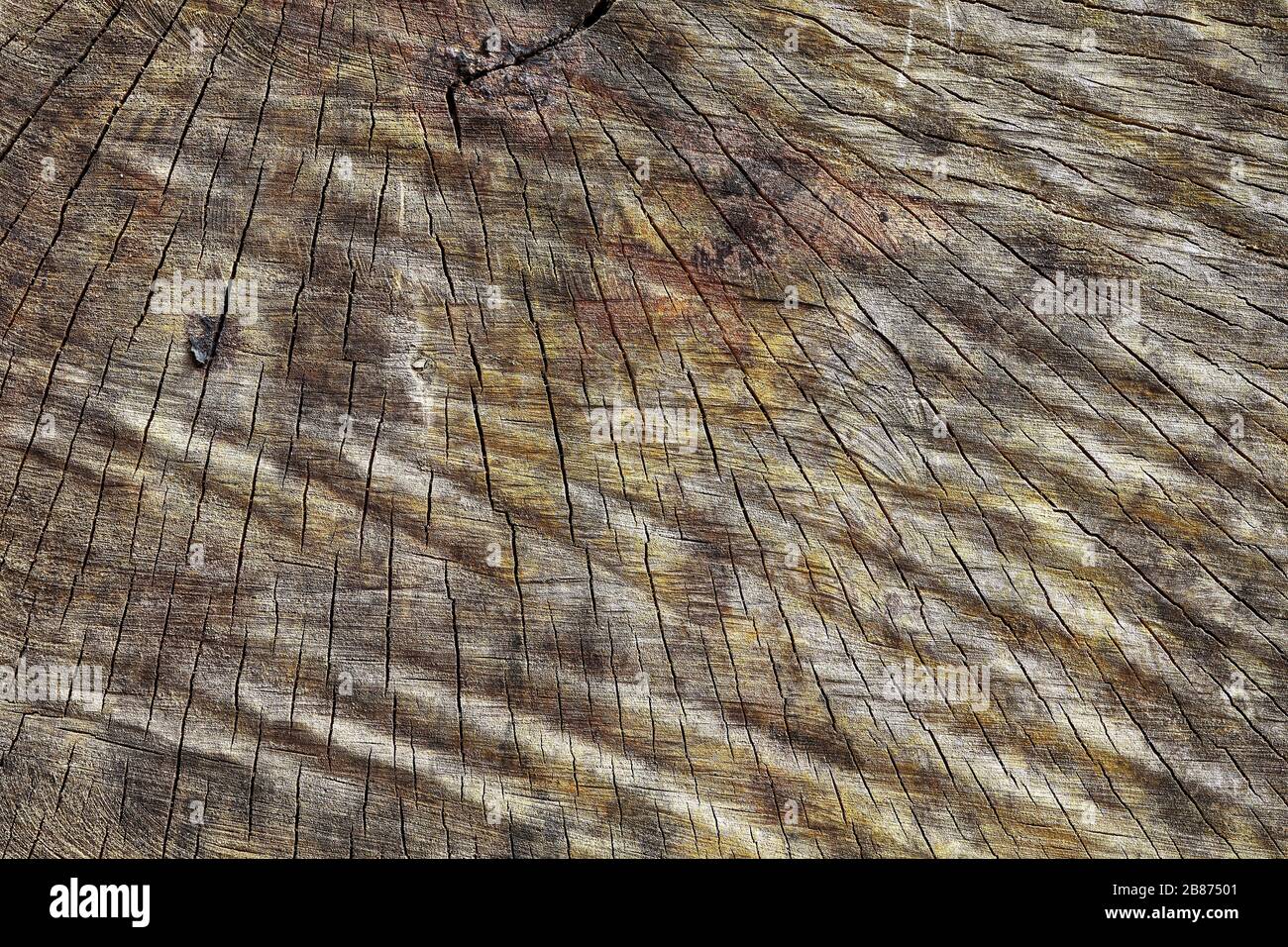 Poplar tree ring hi-res stock photography and images - Alamy