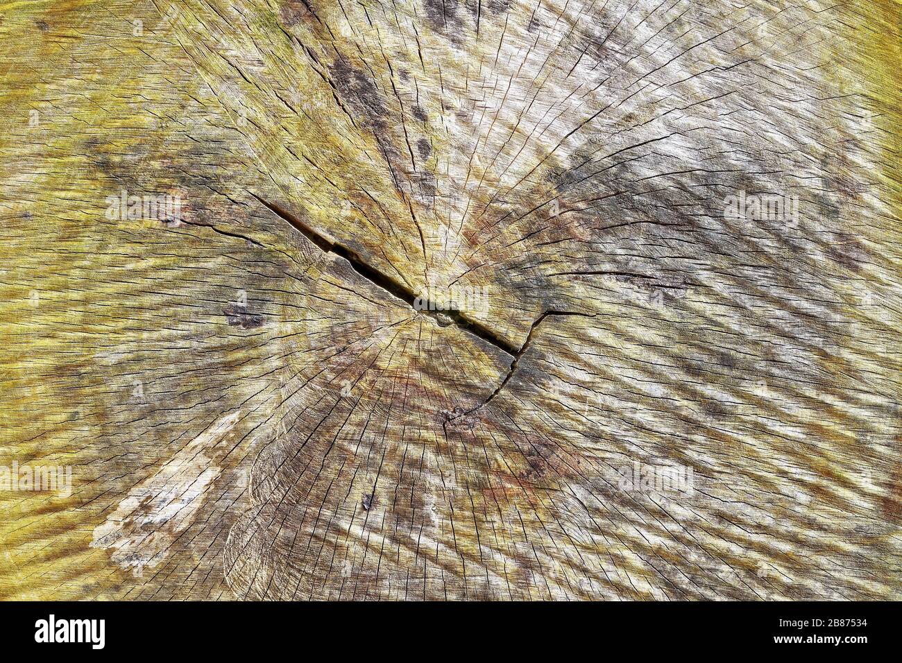 Stump of poplar tree felled. Section of the trunk with annual rings and ...