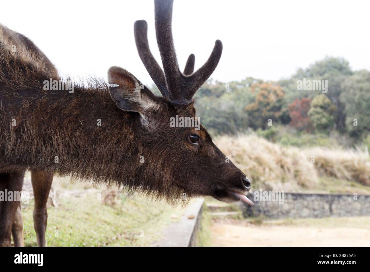 Sambar Deer,Sri Lanka,Sri Lankan,asia,asian Stock Photo - Alamy