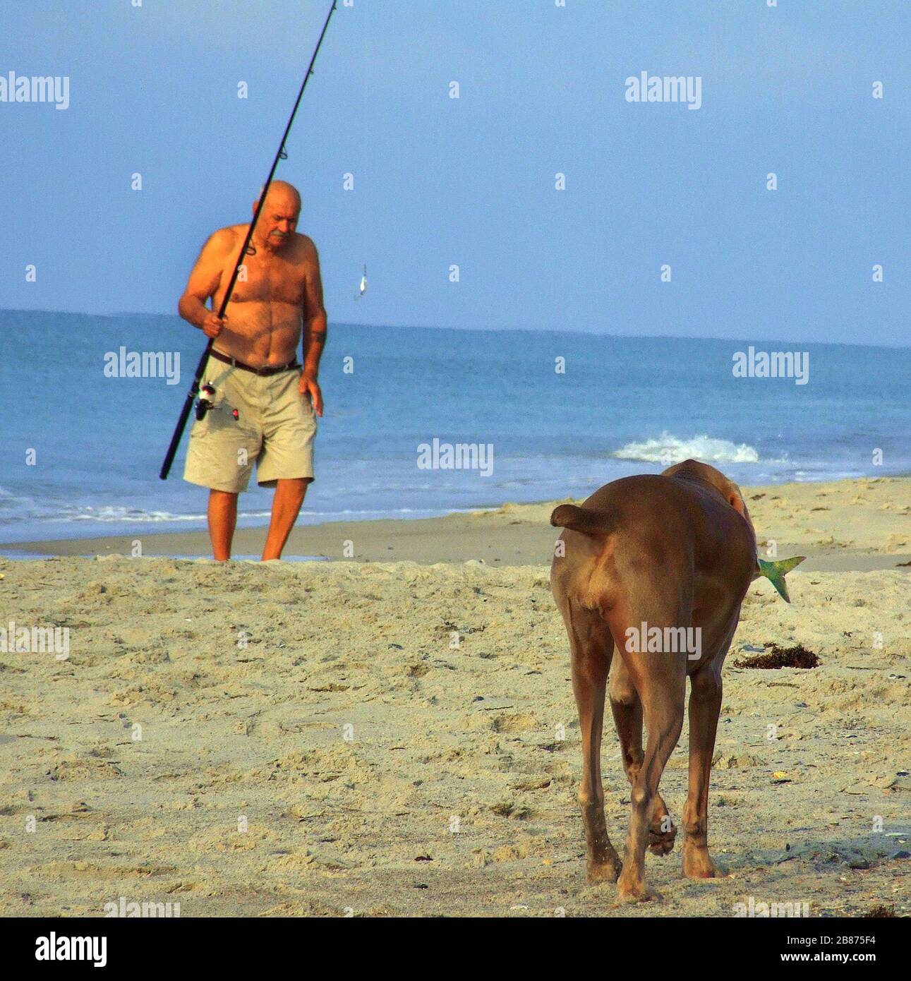 Dog fish hi-res stock photography and images - Alamy