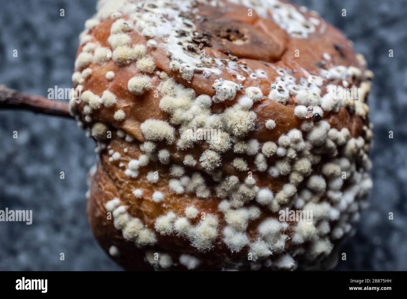 Botrytis apple hi-res stock photography and images - Alamy