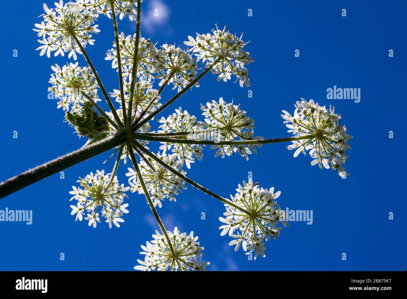 Umbel flower hi-res stock photography and images - Alamy