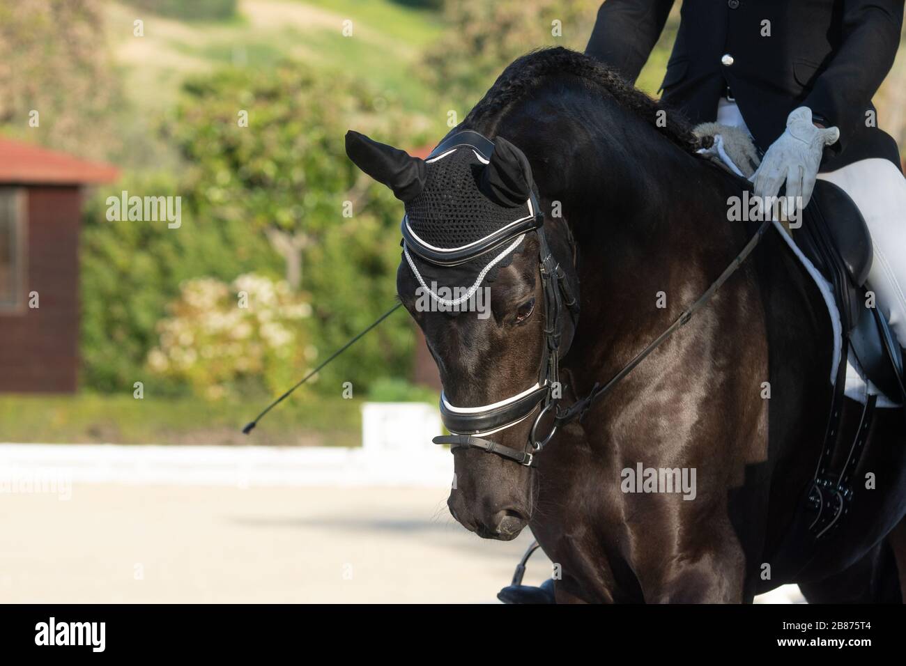 Face portrait of a black spanish horse in a dressage competition Stock ...