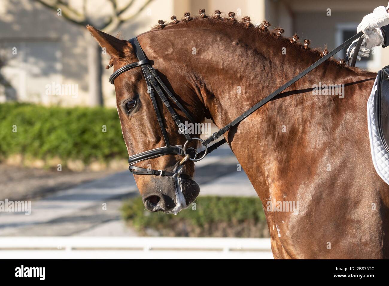 Face portrait of a chestnut hanoverian horse in a dressage competition ...