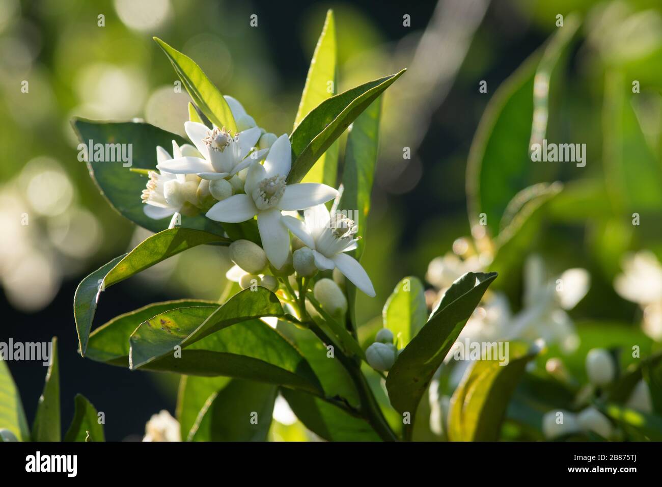 Orange tree flowers blooming in spring in Spain, also known as Azahar ...