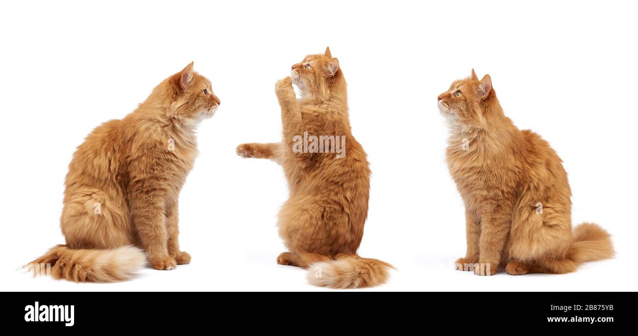 adult fluffy red cat sits on its hind legs, front paws pulls up, animal ...