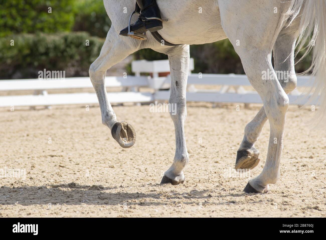Piaffe horse hi-res stock photography and images - Alamy