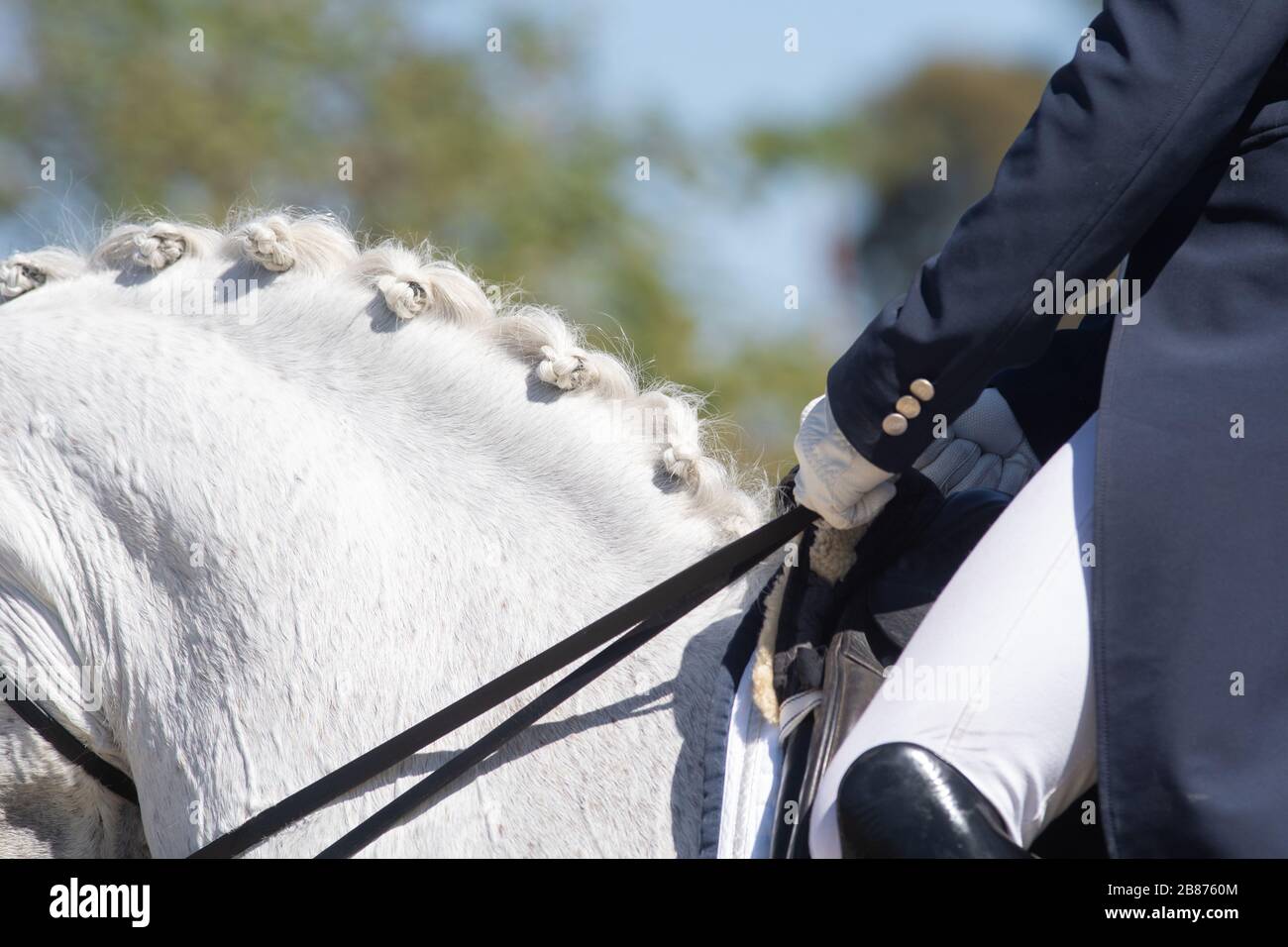 Hands of a rider holding two reins next to a braided horse's neck in ...